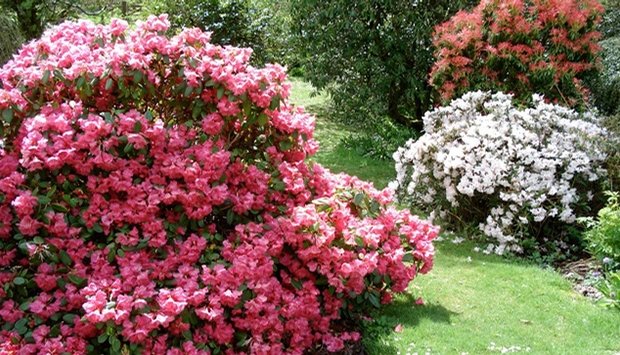 Charity Garden Opening - Braco Castle | Data Thistle