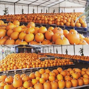 Sunnyfields Pumpkin Festival | Data Thistle