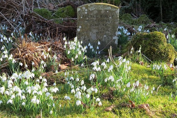 Charity Garden Opening - Dunninald Castle | Data Thistle