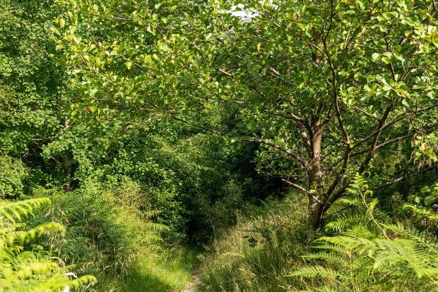 Rewilding the Borderlands of Scotland | Data Thistle