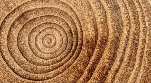 Curious Minds: Professor Rob Wilson – Dendrochronology & Climate Change ...