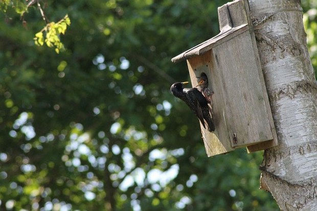 Bird Box Making Workshop | Data Thistle