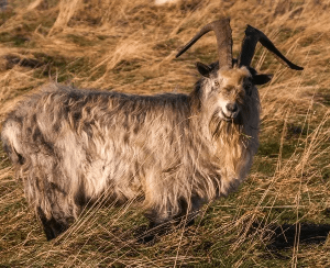 Kirknewton and Yeavering Bell Round | Data Thistle