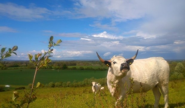 Farming for Food – Native Breeds | Data Thistle