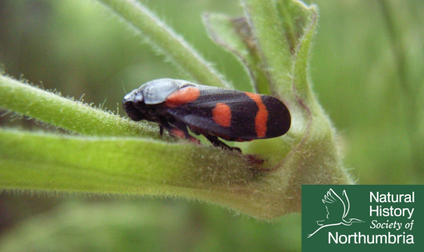 Spring Insects | Data Thistle