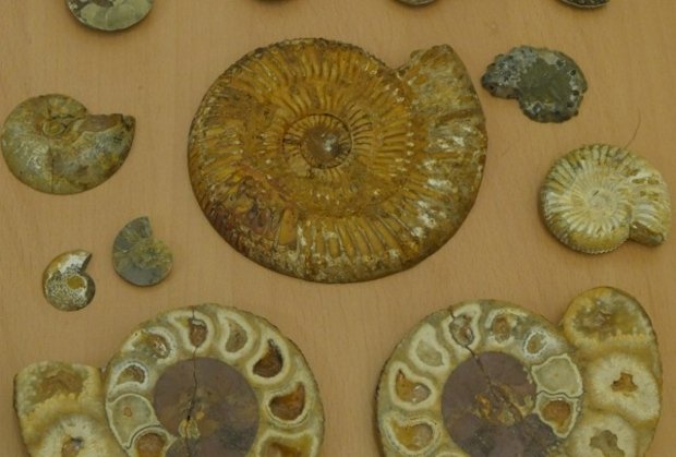 Beyond the Label: Ammonites, coiled shells from the past | Data Thistle