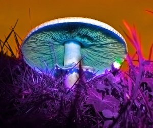The Science of Psychedelics with Prof David Nutt | Data Thistle