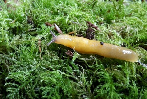Identification workshop: Slugs | Data Thistle