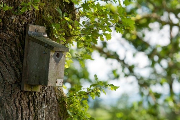 Family conservation crafts - bird boxes | Data Thistle