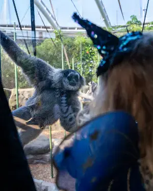 Halloween at Chester Zoo
