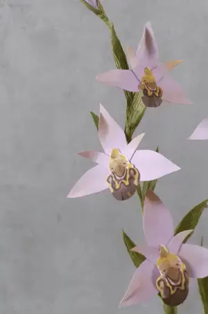 Papercraft Flower Workshop: Bee Orchids at The Sill: National Landscape ...
