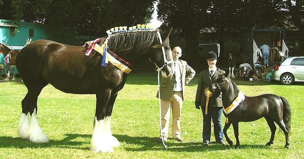 South Wales Shire Horse Society Shire & Miniature Horse Show | Data Thistle